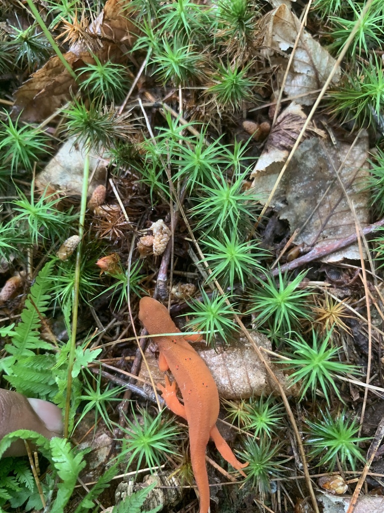 Eastern Newt from Plainfield, MA, US on June 27, 2022 at 04:38 PM by ...
