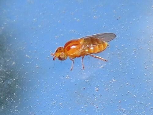 Chlorops rufescens · iNaturalist