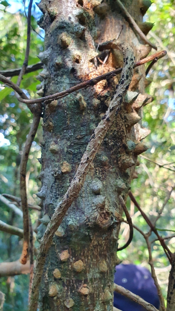 Satin Tree in June 2022 by Dan · iNaturalist