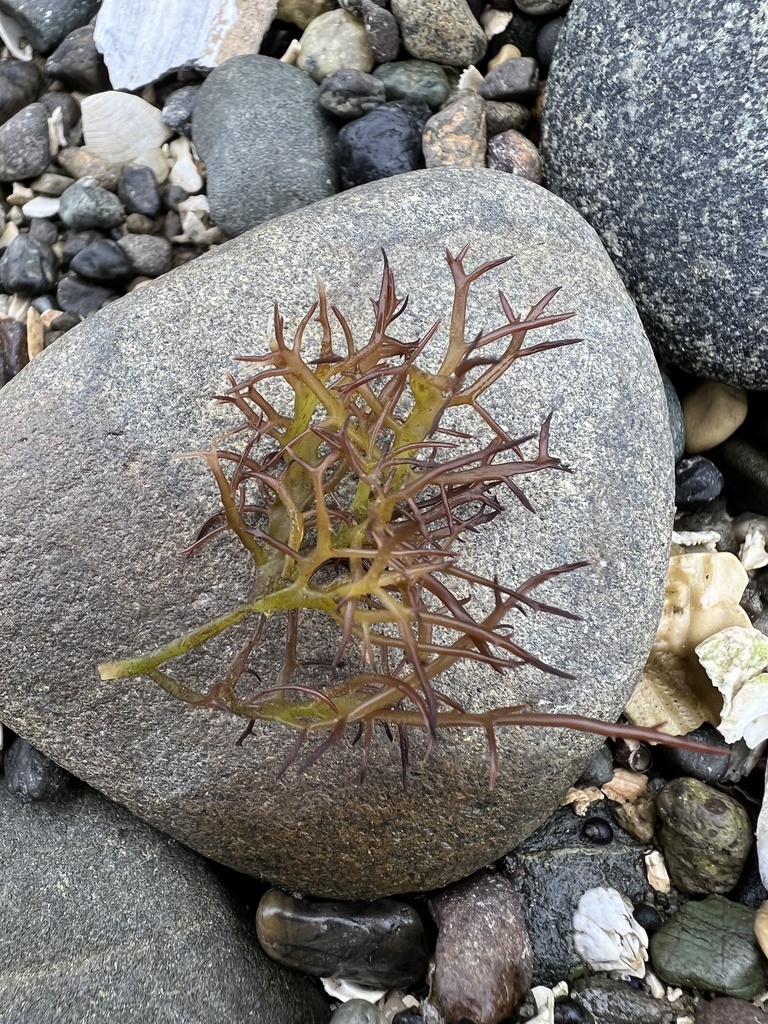 Something from Carr Inlet, Gig Harbor, WA, US on June 29, 2022 at 10:45 ...