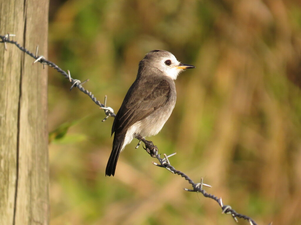White-headed Marsh Tyrant from São Sebastião do Paraíso, MG, 37950-000 ...