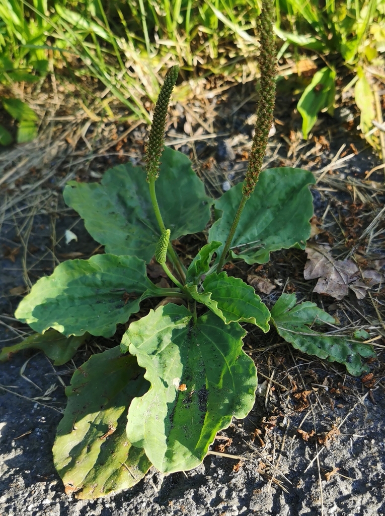 greater plantain from 3770 Kragerø, Norge on June 30, 2022 at 06:57 AM ...
