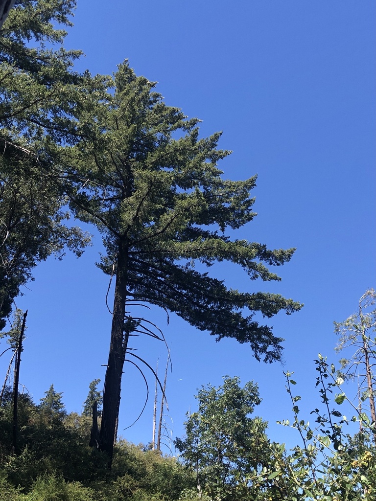 sugar pine in June 2022 by Maddie MacEòghainn · iNaturalist