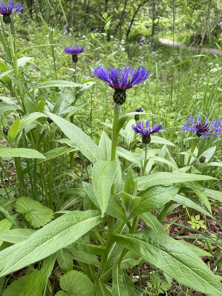 Perennial Cornflower from Comox Lake Rd, Comox Valley, BC, CA on June ...
