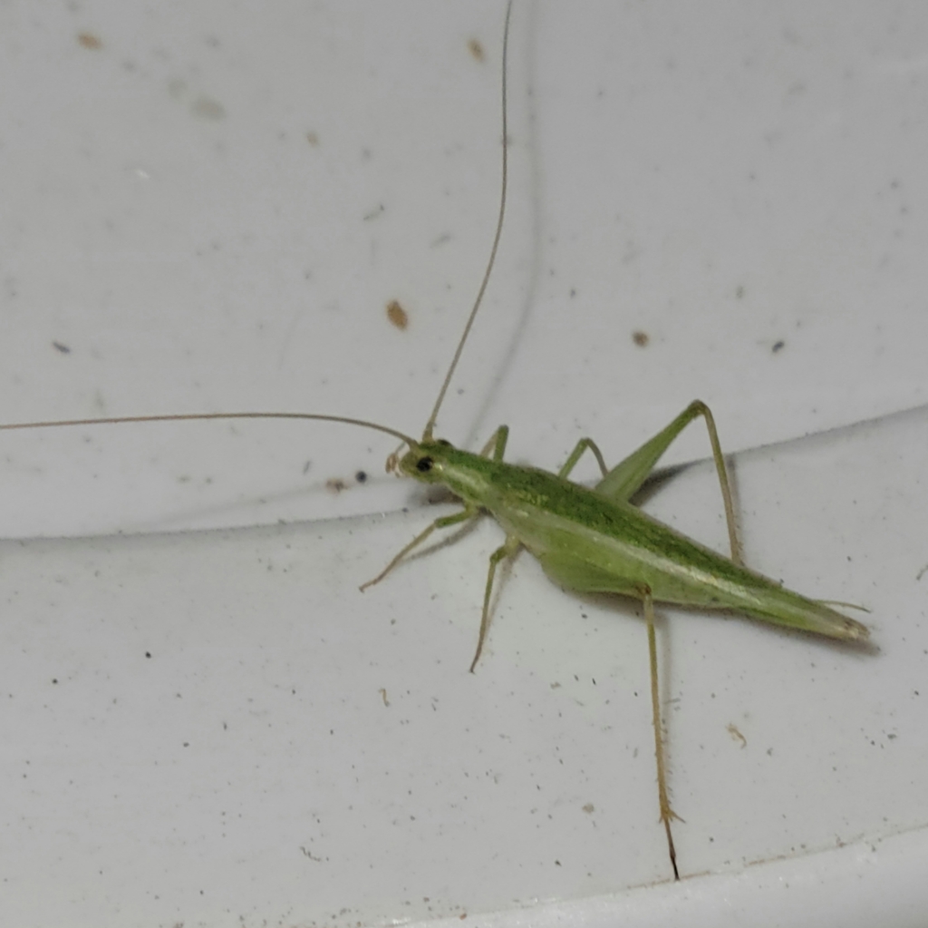 Common Tree Crickets from Lafayette County, US-MO, US on June 29, 2022 ...