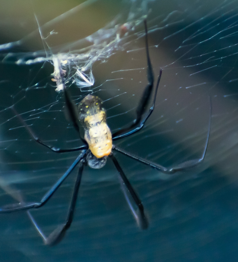 Hairy Golden Orb-weaving Spider from MKUZE GAME RESERVE on June 26 ...