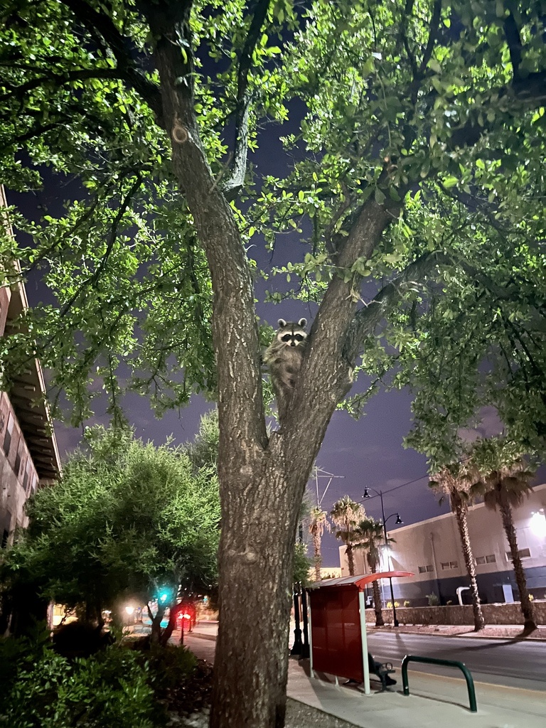 Common Raccoon in June 2022 by viperidae4ever · iNaturalist