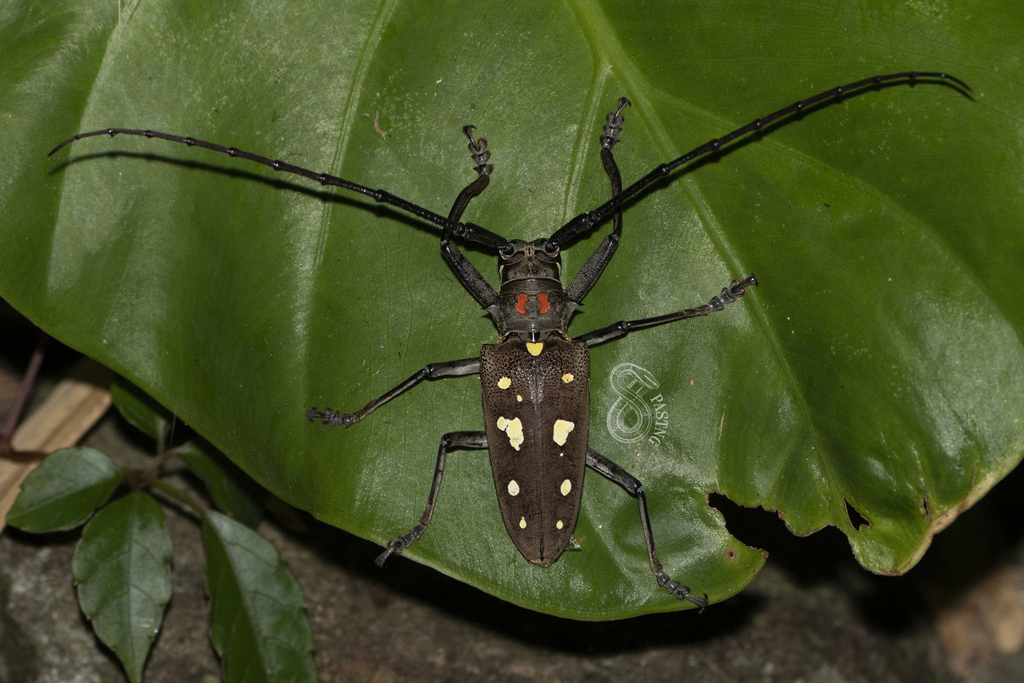 Mango Longhorn Beetle from Tai Po, Hong Kong on June 29, 2022 at 02:48 ...