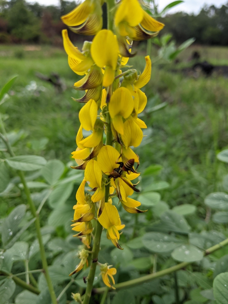 Streaked Rattlepod from Venus, FL 33960, USA on June 10, 2022 at 01:08 ...