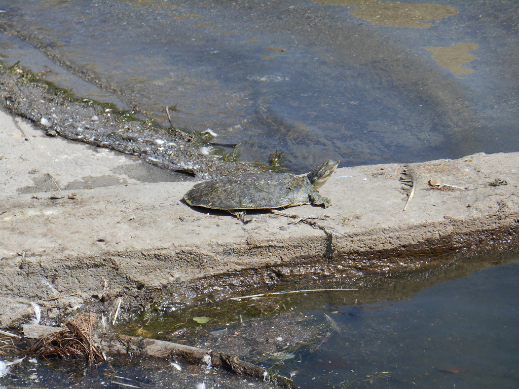 Smooth Softshell from Lincoln Park, Los Angeles on July 7, 2015 by ...