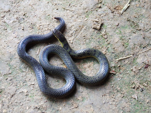 Philippine Dwarf Snake (Calamaria bitorques) · iNaturalist United Kingdom