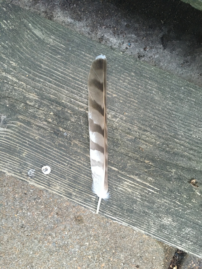 Typical Hawks and Harriers from Delor St, St. Louis, MO, US on June 30 ...