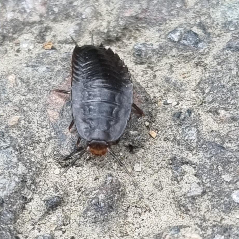 Winged and Once-winged Insects from Aakirkeby, 3720 Aakirkeby, Danmark ...
