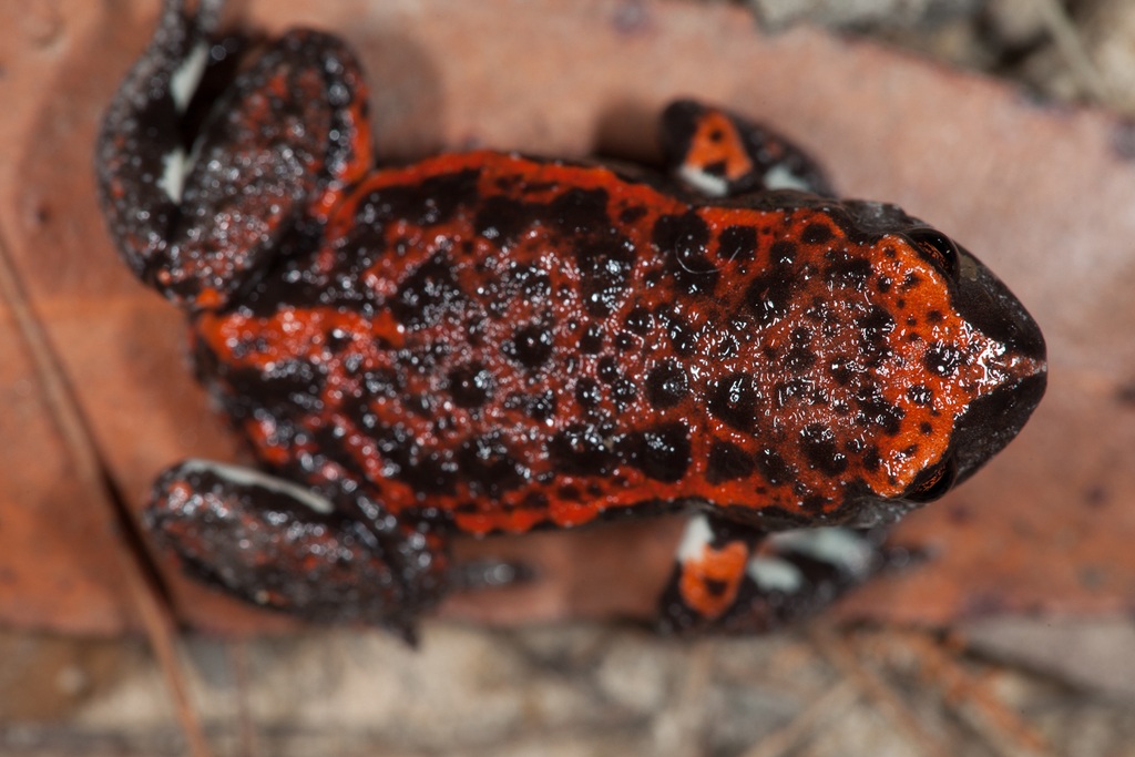 Red-crowned × Red-backed Toadlet in October 2015 by stephenmahony ...