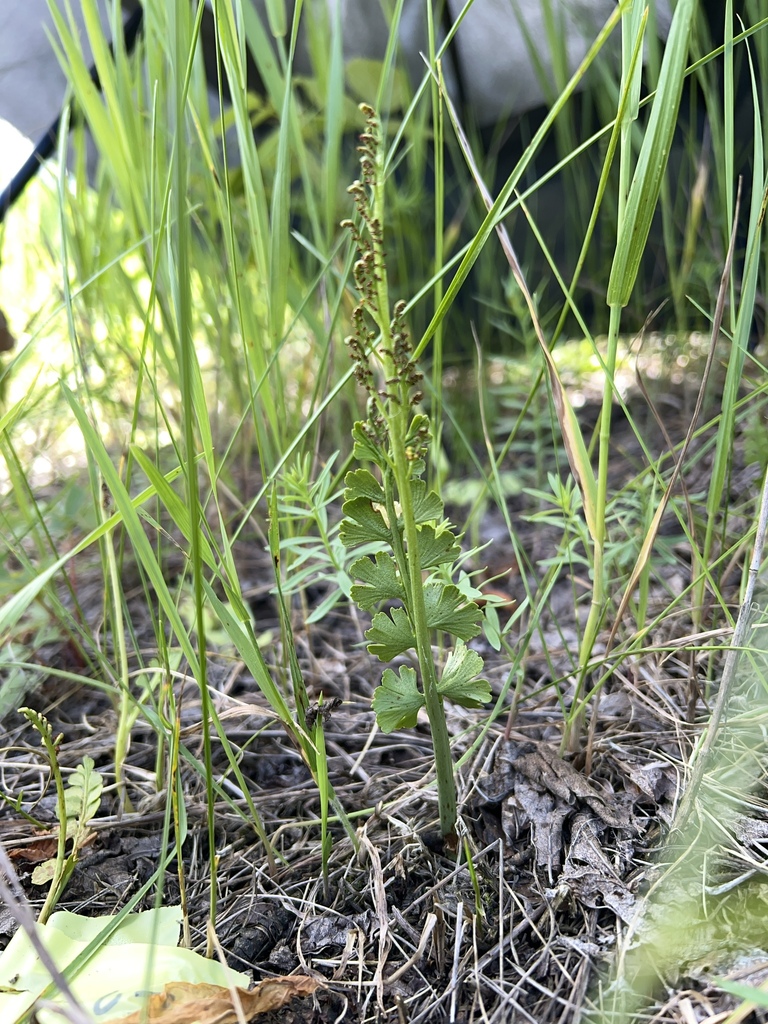 scalloped moonwort in June 2022 by Emily Sessa · iNaturalist