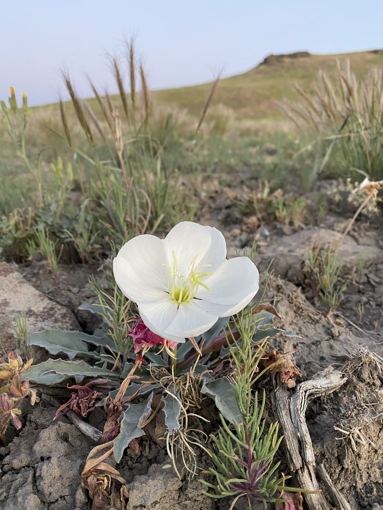 fragrant evening primrose from Mountain City, Mountain City, NV, US on ...