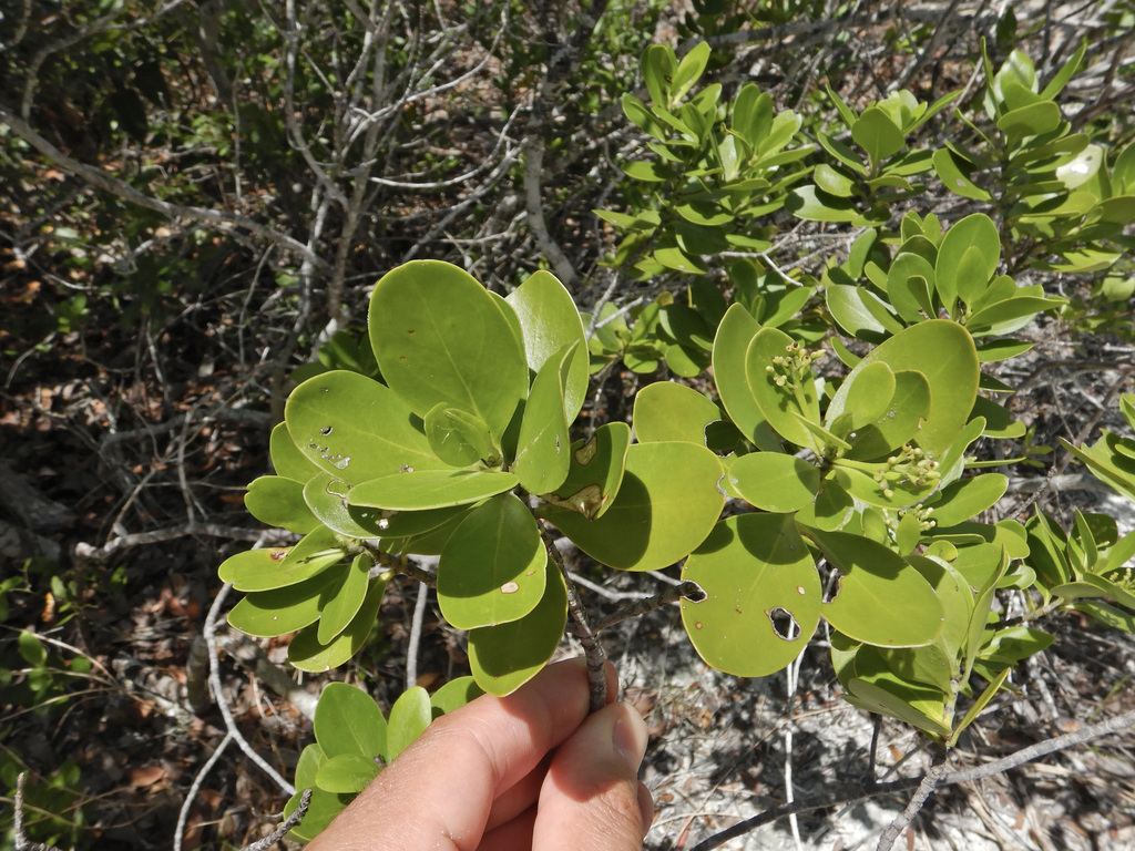 Black Torch from Monroe County, FL, USA on June 13, 2022 at 12:34 PM by ...