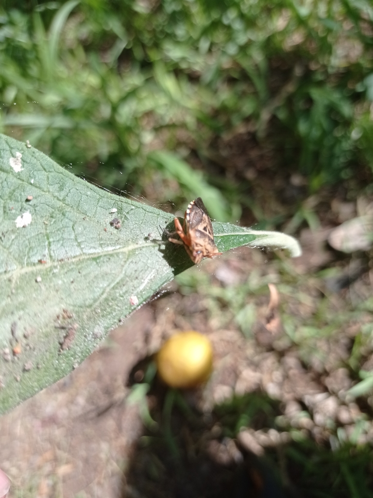 Predatory Stink Bugs from P.j Acuchimay, Ayacucho 05002, Perú on June ...