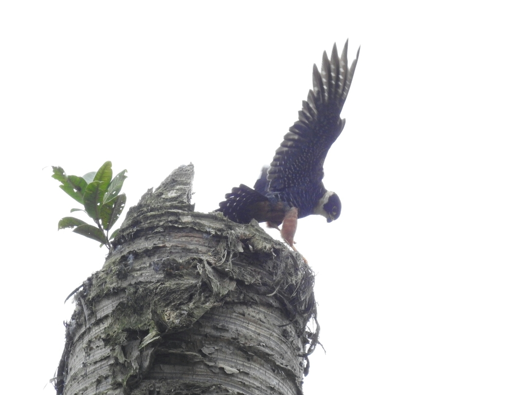 Bat Falcon from Vía a El Carmen, Dagua, Valle del Cauca, Colombia on ...