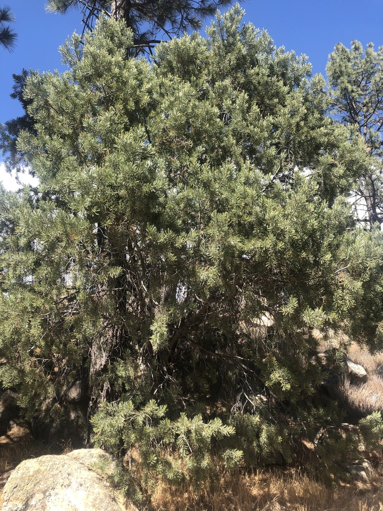 Parry pinyon in June 2022 by bjlmt · iNaturalist
