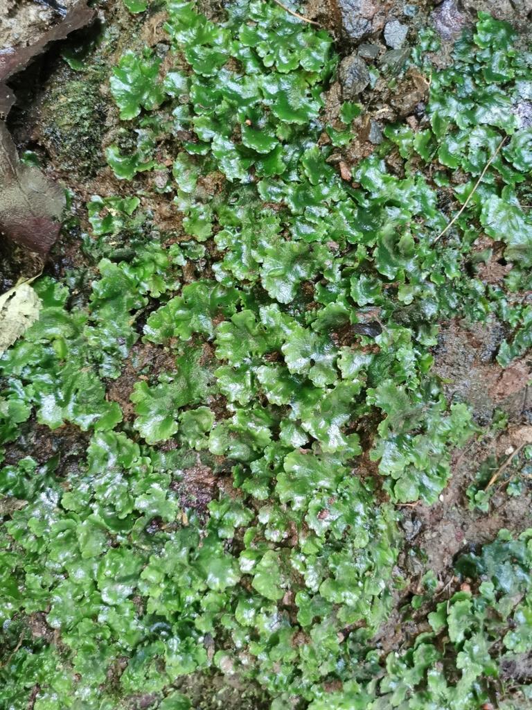 Monoclea gottschei from Tochimilco, MX-PU, MX on June 30, 2022 at 02:52 ...