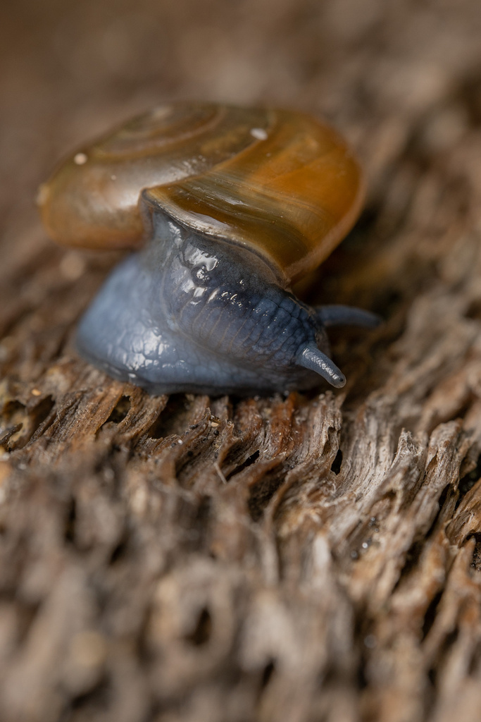 Typical Glass Snails from Hastings, Tangoio, Hawke's Bay, NZ on June 28 ...