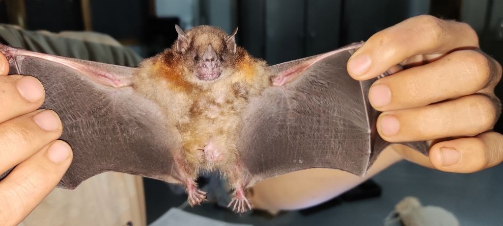 Highland Yellow-shouldered Bat from Moromoro (Cab. en el Vado), Ecuador ...