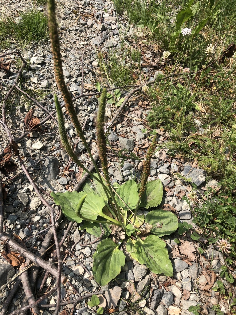 greater plantain from Chugach State Park, Anchorage, AK, US on June 30 ...