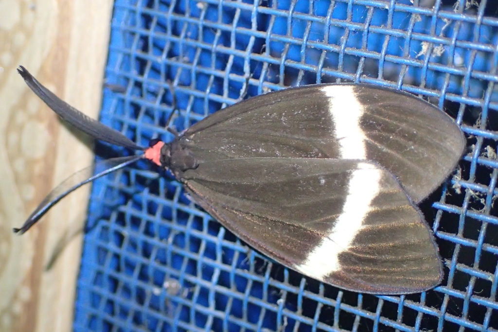 Pidorus glaucopis from Geeli Mitti Farms on September 01, 2019 at 10:35 ...