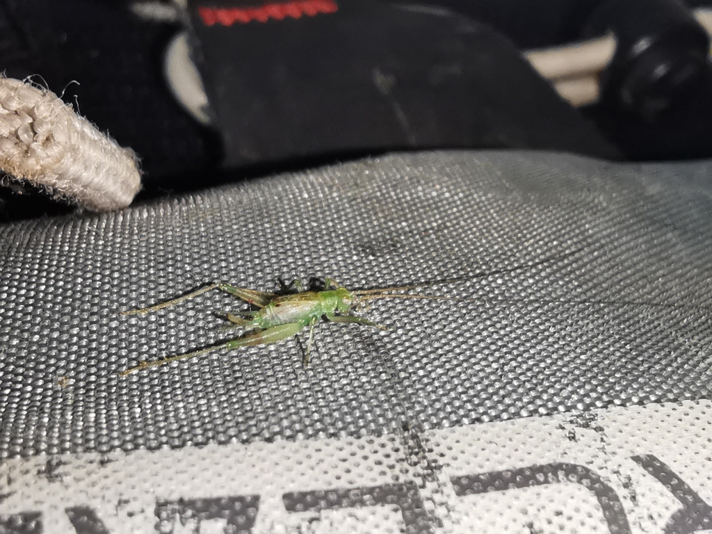 True Crickets and Allies from 17600, Peru on June 30, 2022 at 06:25 PM ...