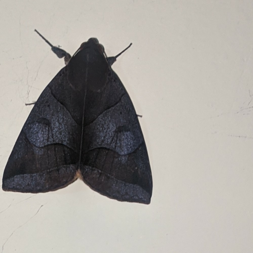 Butterflies and Moths from Goa University on July 01, 2022 at 10:28 AM ...