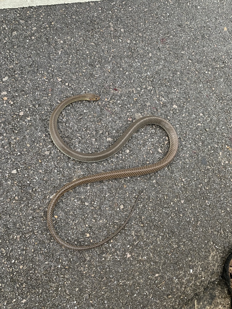 Indo-Chinese Rat Snake in June 2022 by R. Reed McClure · iNaturalist