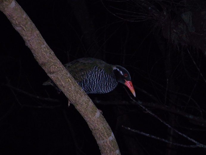 Okinawa Rail in September 2011 by T. Yoshida · iNaturalist