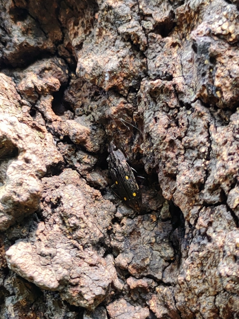 Helota from 日本 〒237-0076 on July 01, 2022 by ike1980 · iNaturalist
