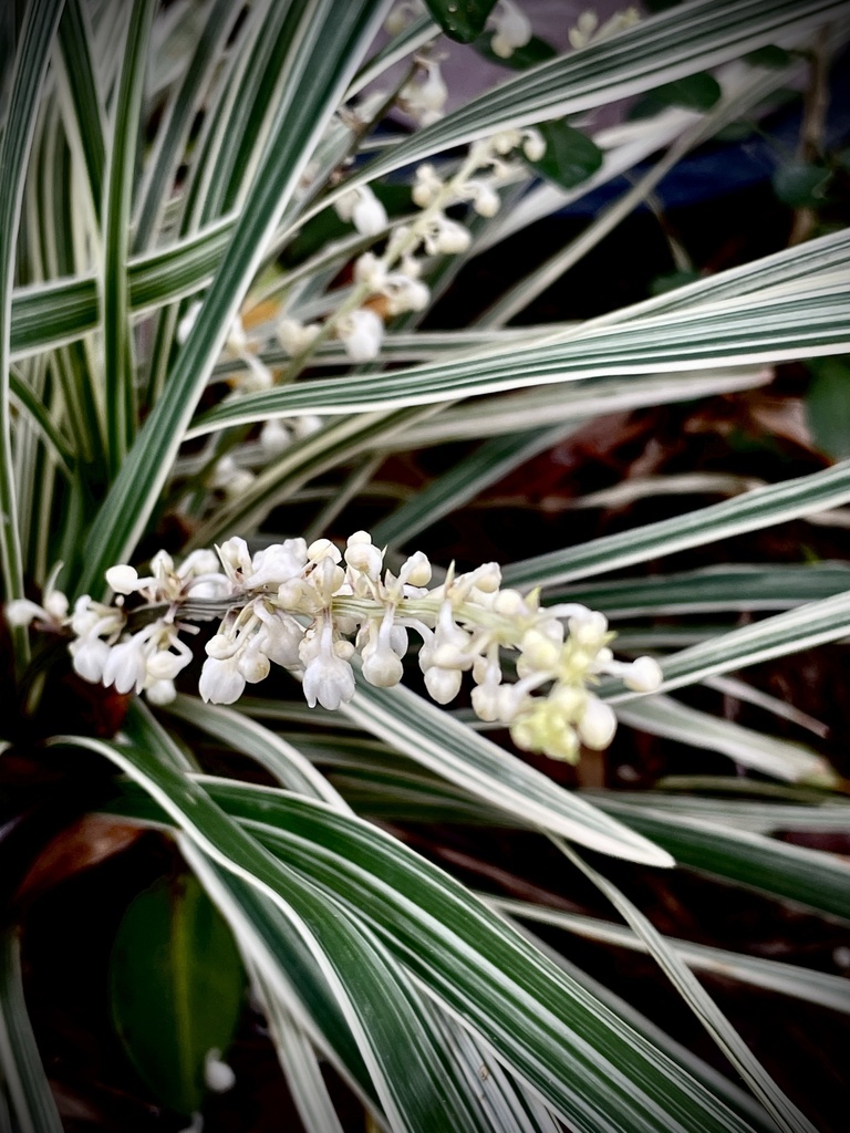 Dwarf Lily-turf from Sai Lau Kok Road, Tsuen Wan, New Territories, HK ...