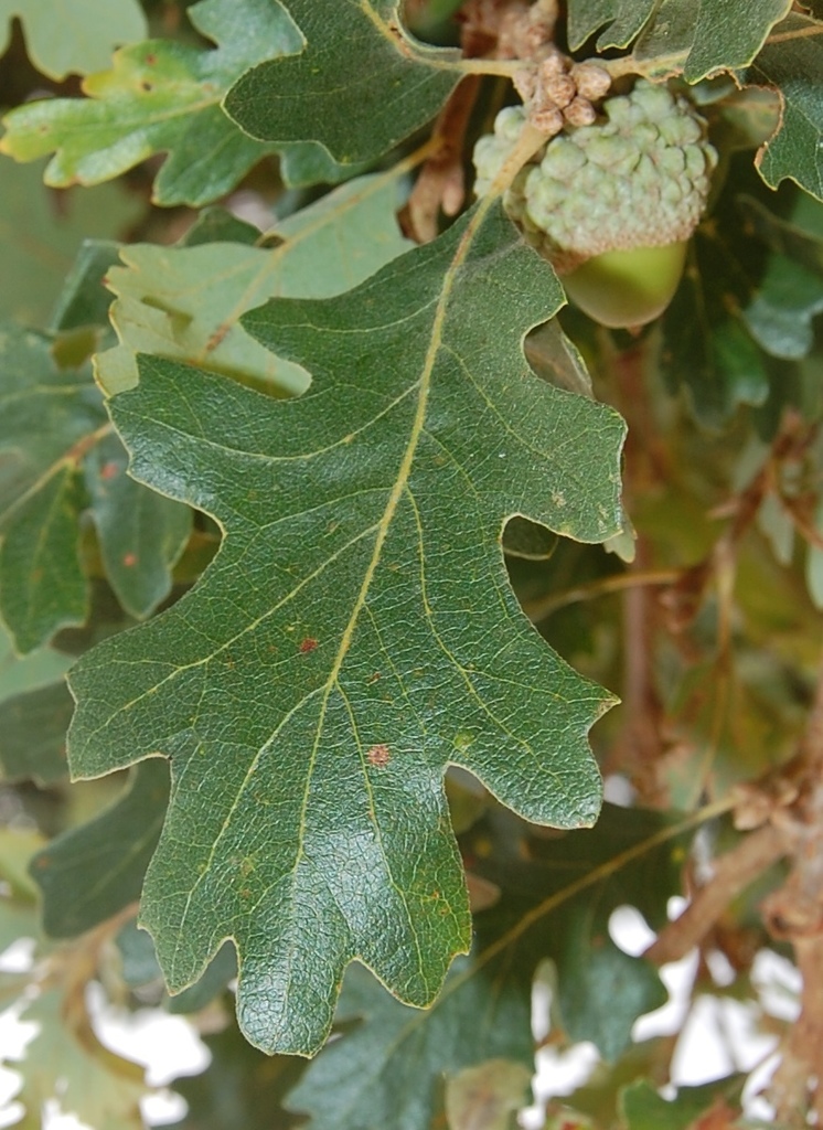 Valley Oak (Oaks of the Bouverie Preserve of ACR) · iNaturalist