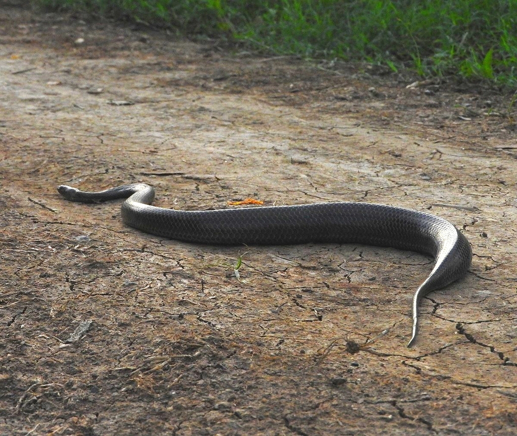 Rainbow Mud Snake from Kumaria, West Bengal 711401, India on June 26 ...
