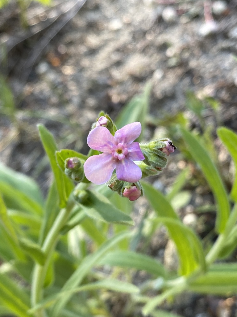pink-flowered stickseed from Trinity County, US-CA, US on June 21, 2022 ...