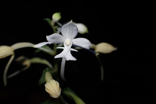 Calanthe candida · iNaturalist