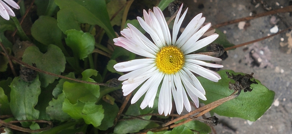 southern daisy from Nainital, IN-UT, IN on July 1, 2022 at 06:33 PM by ...