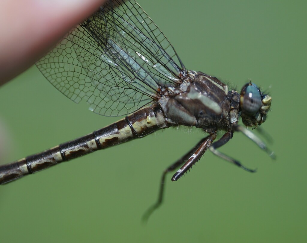 Ashy Clubtail from Vaughan, ON, Canada on June 30, 2022 at 10:20 AM by ...