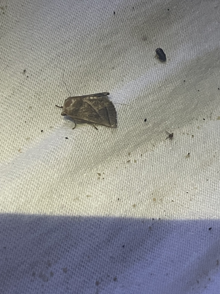 Nason's Slug Moth from Birch Creek Owl Pond County Park, Flanders, NY ...