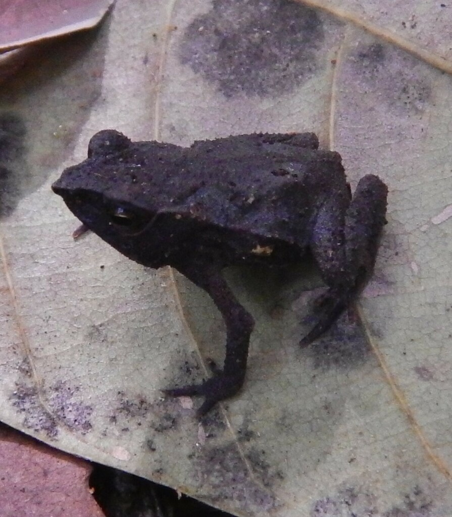 Cerro Mali Beaked Toad in September 2016 by Euclides "Kilo" Campos ...