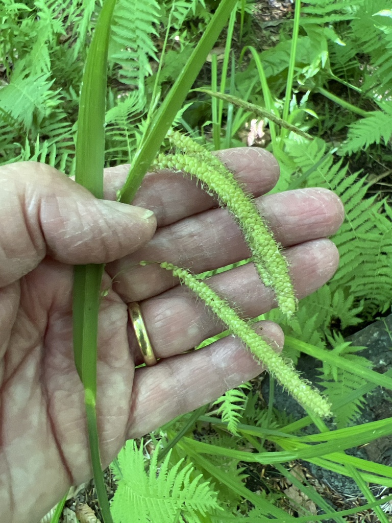 short-hair sedge from Camp Hero State Park, Montauk, NY, US on July 1 ...