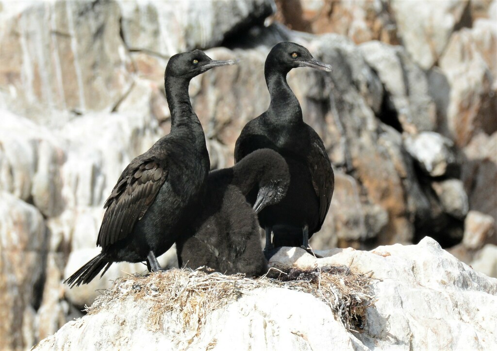Bank Cormorant from Overberg District Municipality, South Africa on ...