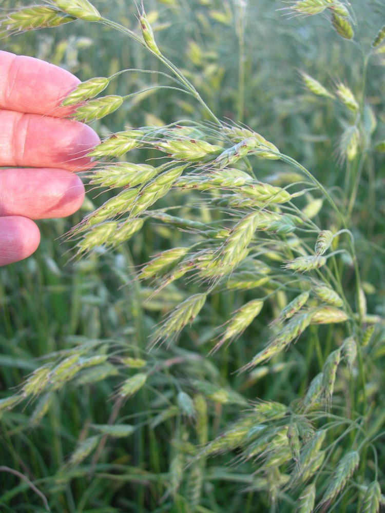 Rye-brome (Grasses of Berkshire, Buckinghamshire and Oxfordshire ...