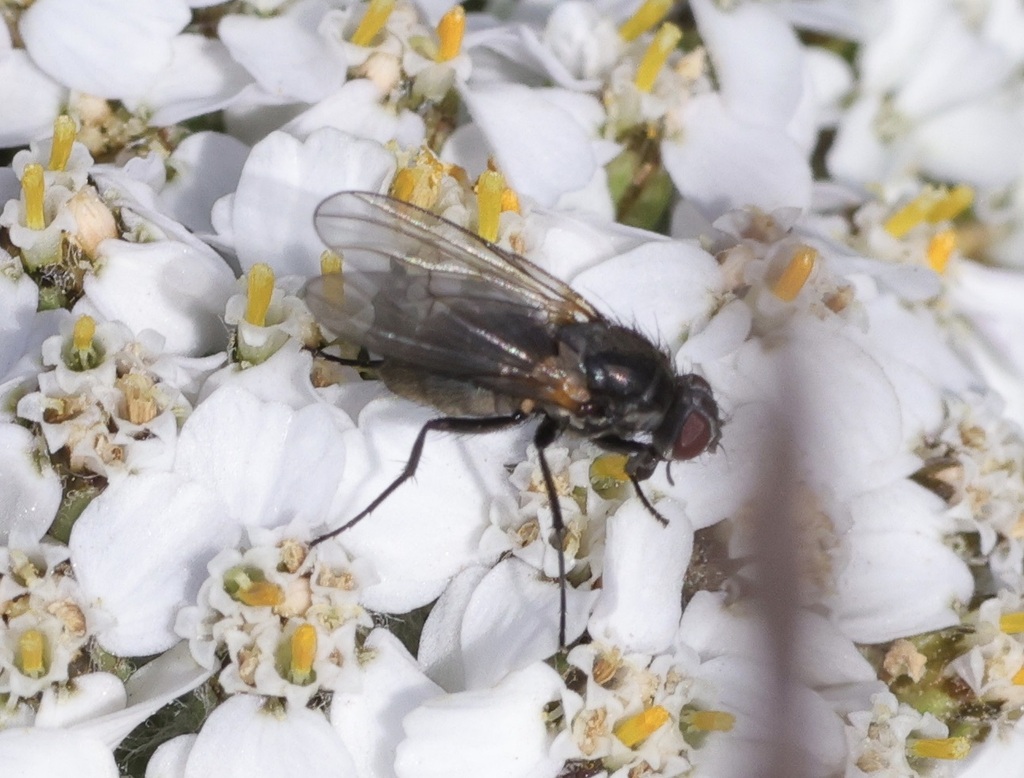 Calyptrate Flies from King Salmon, AK, USA on June 23, 2022 at 08:23 PM ...
