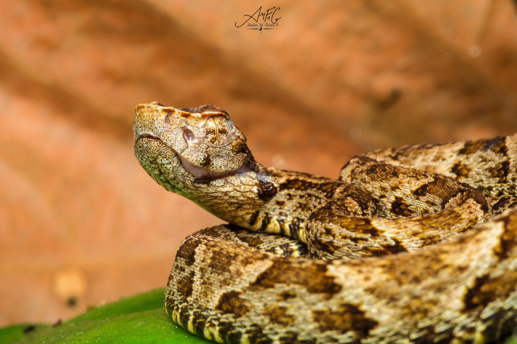 Common Lancehead from Santa María, Boyacá, Colombia on February 18 ...