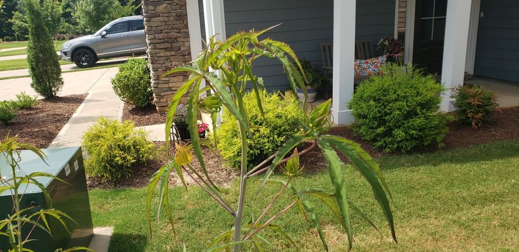 Something by Brenda Argo Bruni · iNaturalist