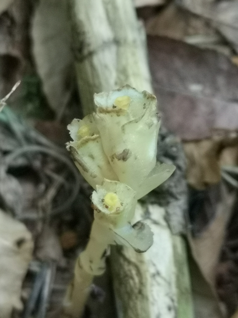 pinesap from Weiz, AT-ST, AT on July 1, 2022 at 10:07 AM by Marko Doboš ...